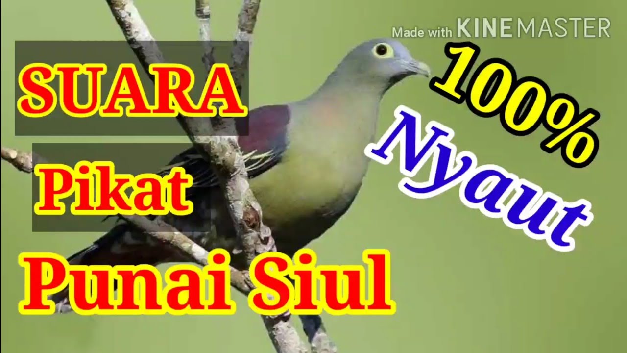 Suara Pikat Burung Punai Siul/ gunung - YouTube