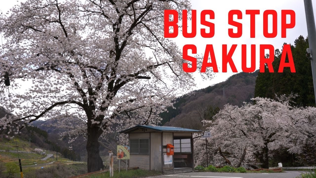 Bus Stop Sakura Cherry Blossoms (4K) - YouTube