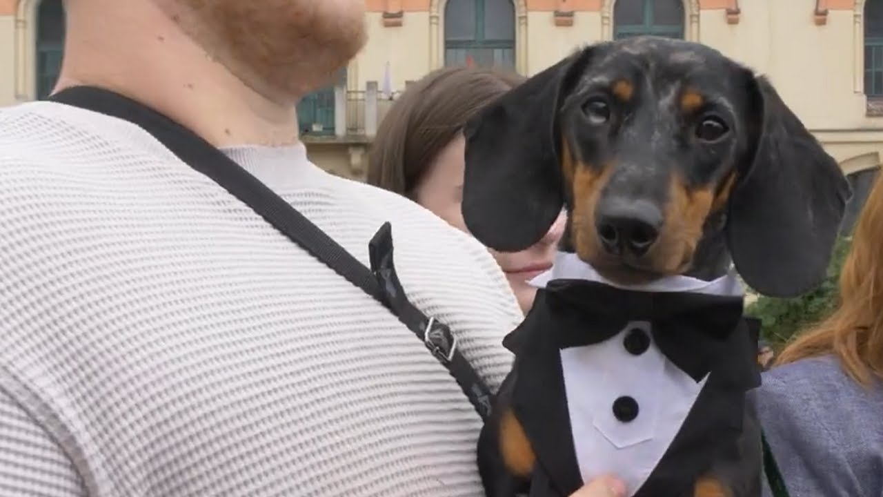 „Ja i mój Jamnik – duet doskonały”, czyli 27. Marsz Jamników - YouTube