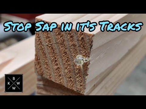 How To Repair Pine Tree With Sap Oozing From It
