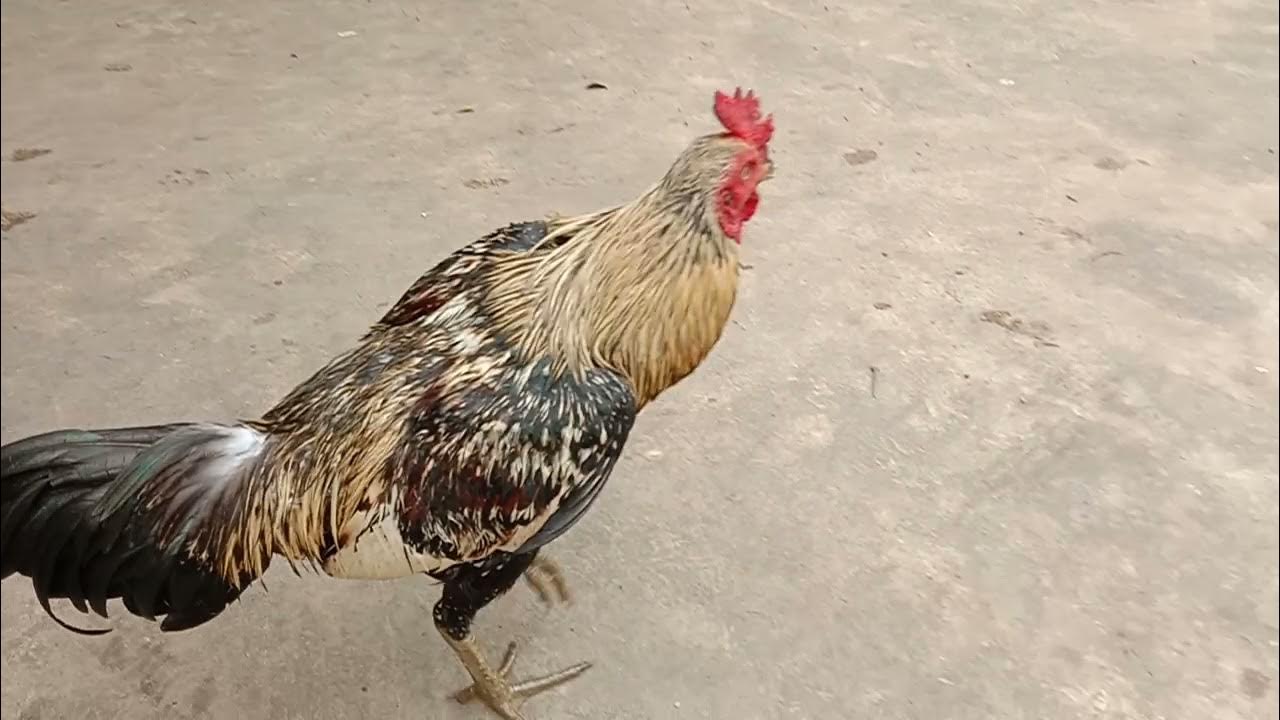 hmoob qaib sib ncaws#10 - YouTube