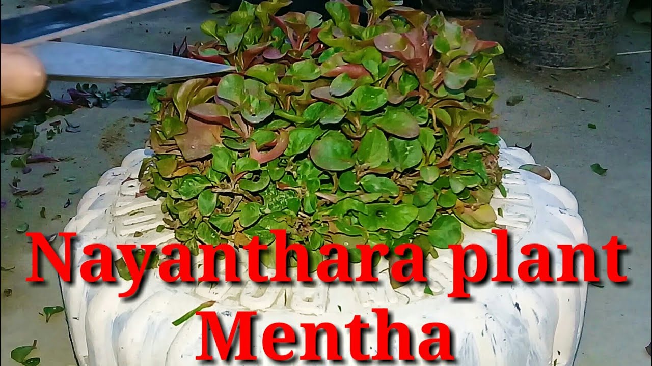 Nayanthara plant Mentha beautiful pont Double. - YouTube