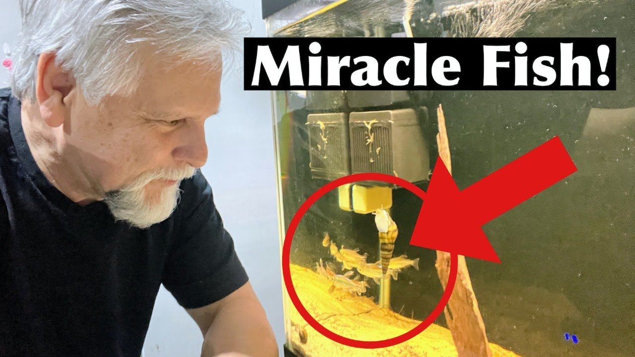 NEW *DREAM FISH* make a [MIRACLE] Recovery!!! - YouTube