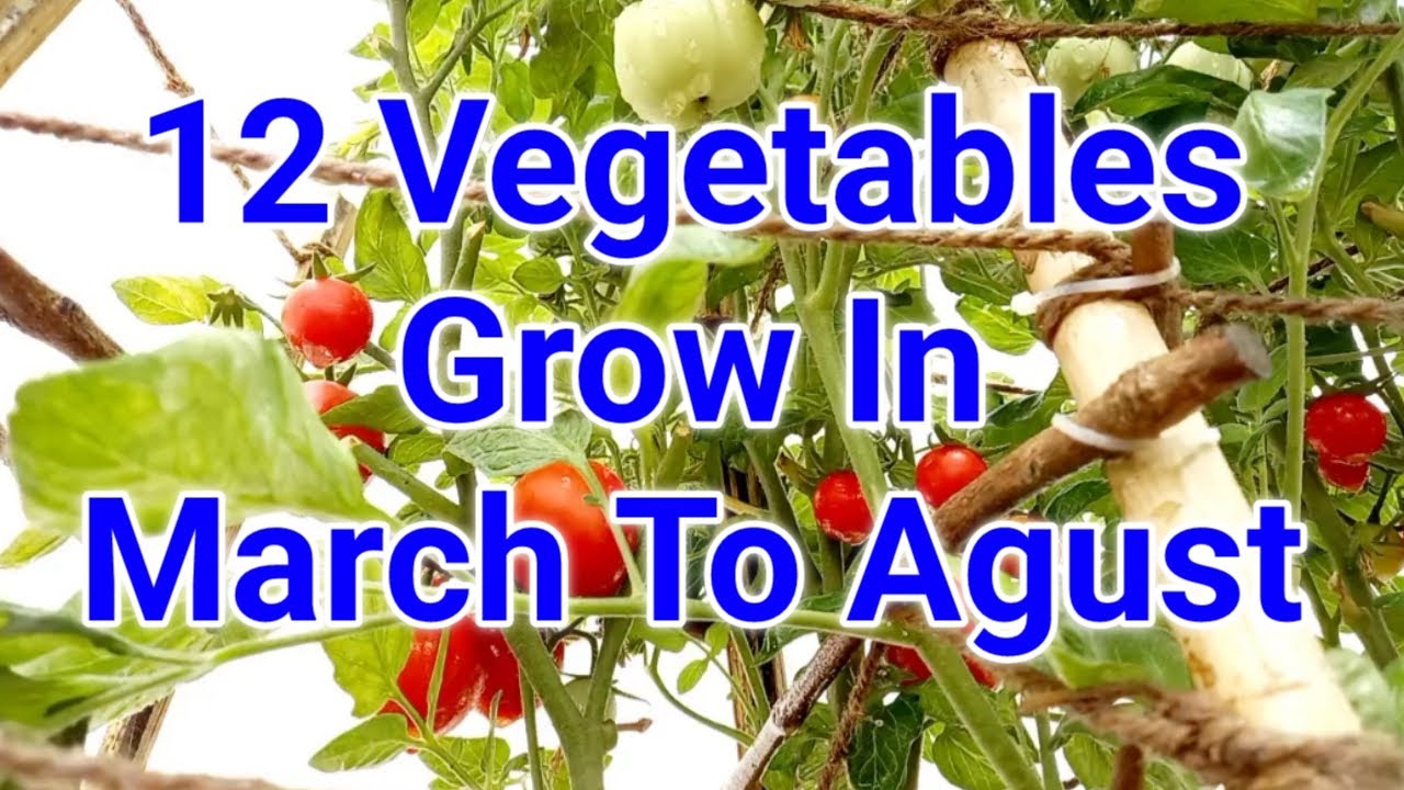 12 Vegetables Sow In March April / Summer Vegetables Name Grow In March ...