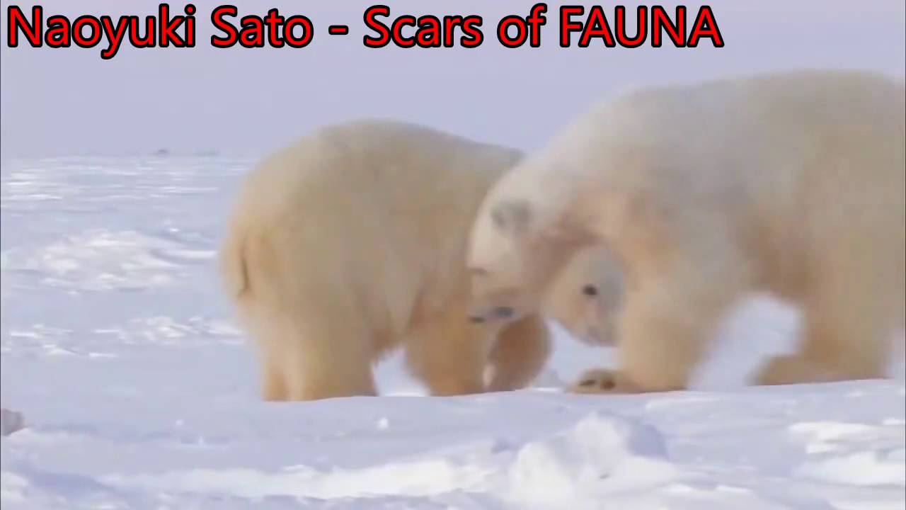 Naoyuki Sato - Scars of FAUNA Fanmade MV - YouTube