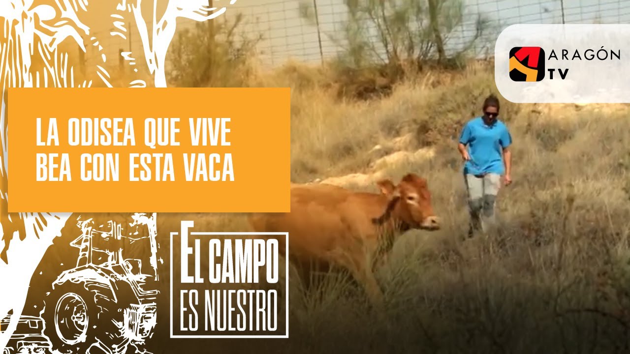 La odisea que vive Bea y nuestro equipo con esta vaca - YouTube