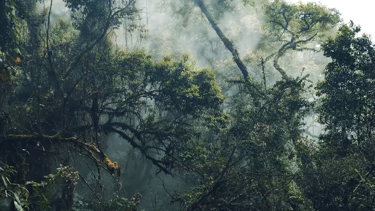 Chill Out Lounge Music Mix 01 (Jungle Background Screensaver) - YouTube