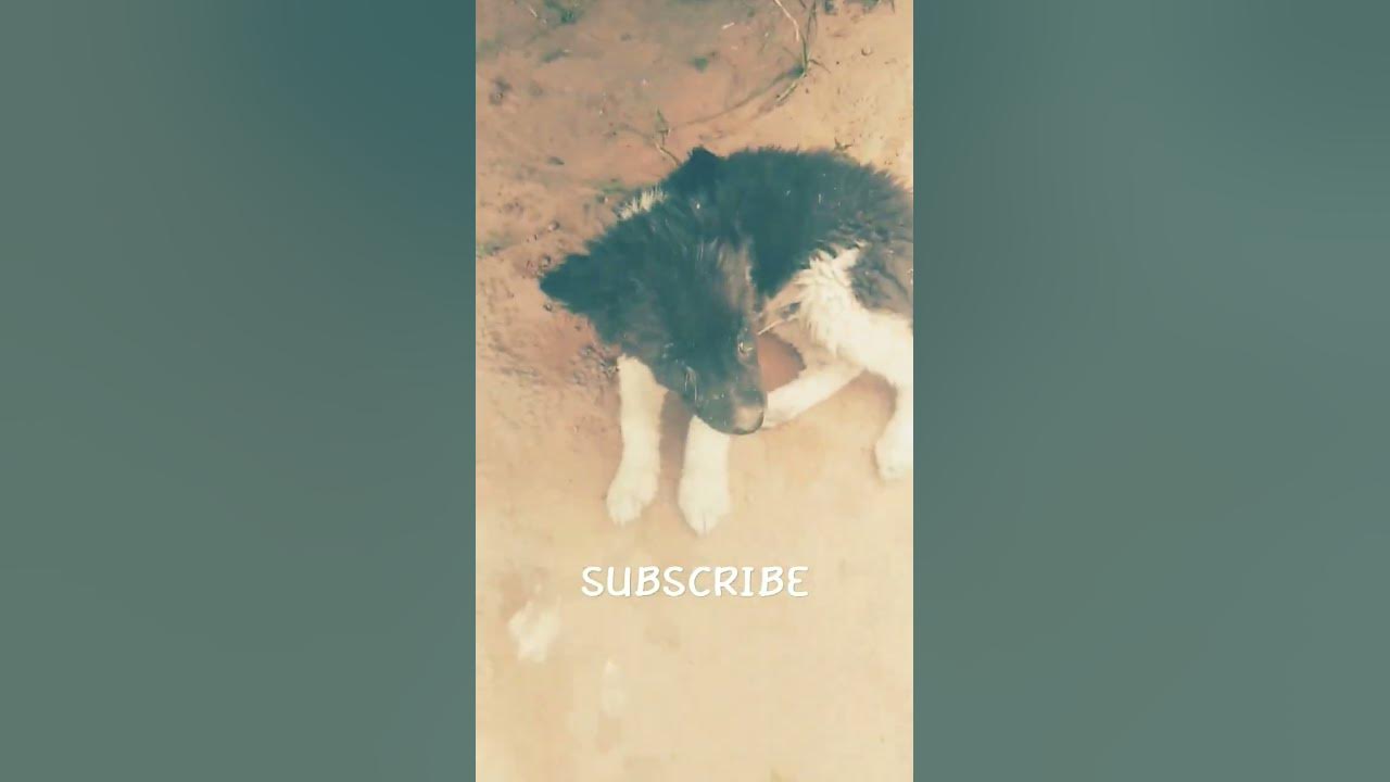 Shorts Trending Youtube