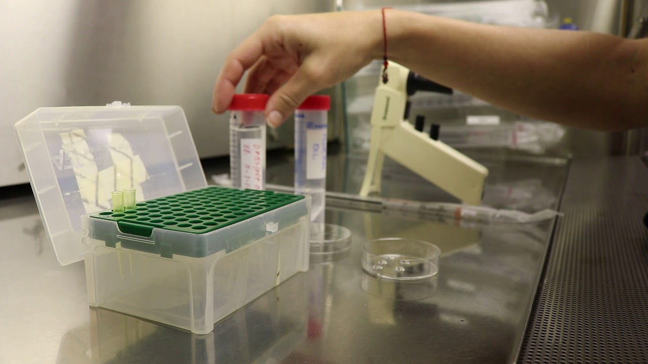 making drops for embryo culture - YouTube
