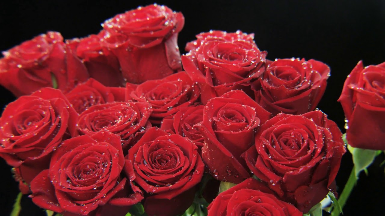 red roses are moving - YouTube
