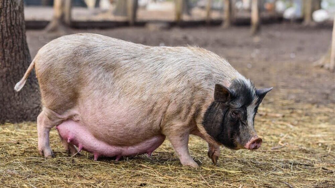 Namna ya Kumtambua NGURUWE Mwenye Mimba. - YouTube