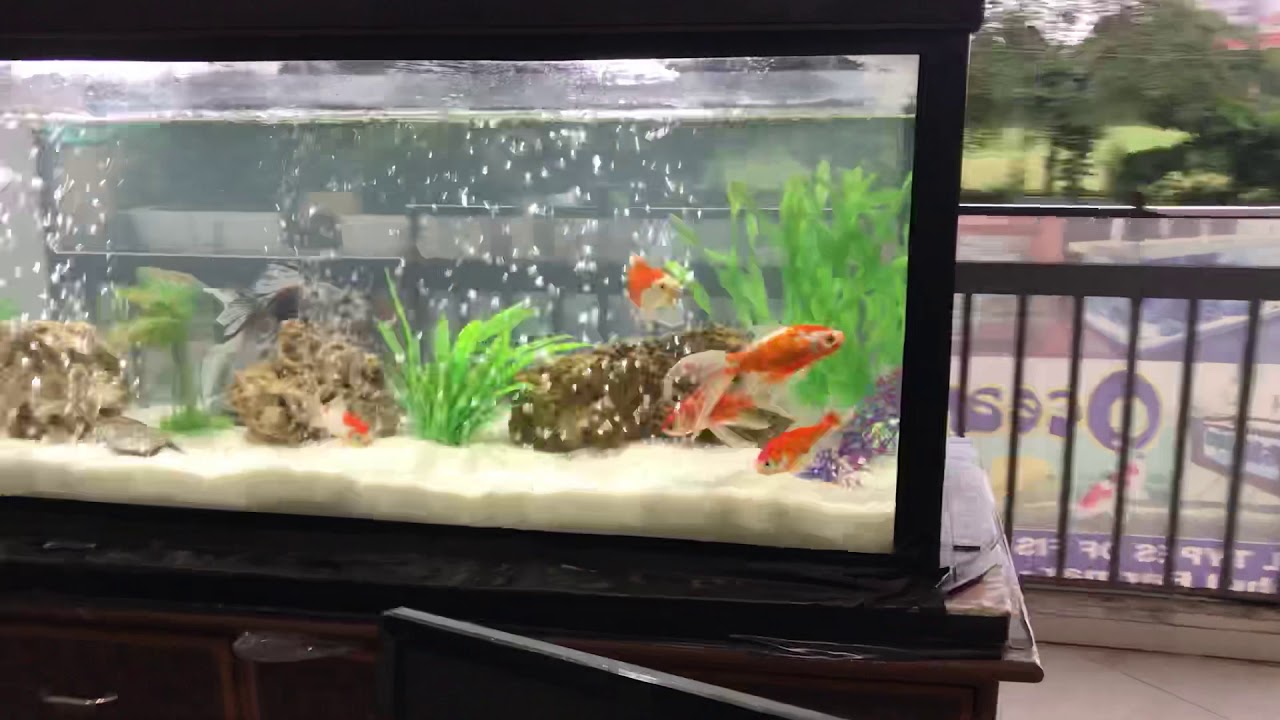 4 feet aquarium setup - YouTube