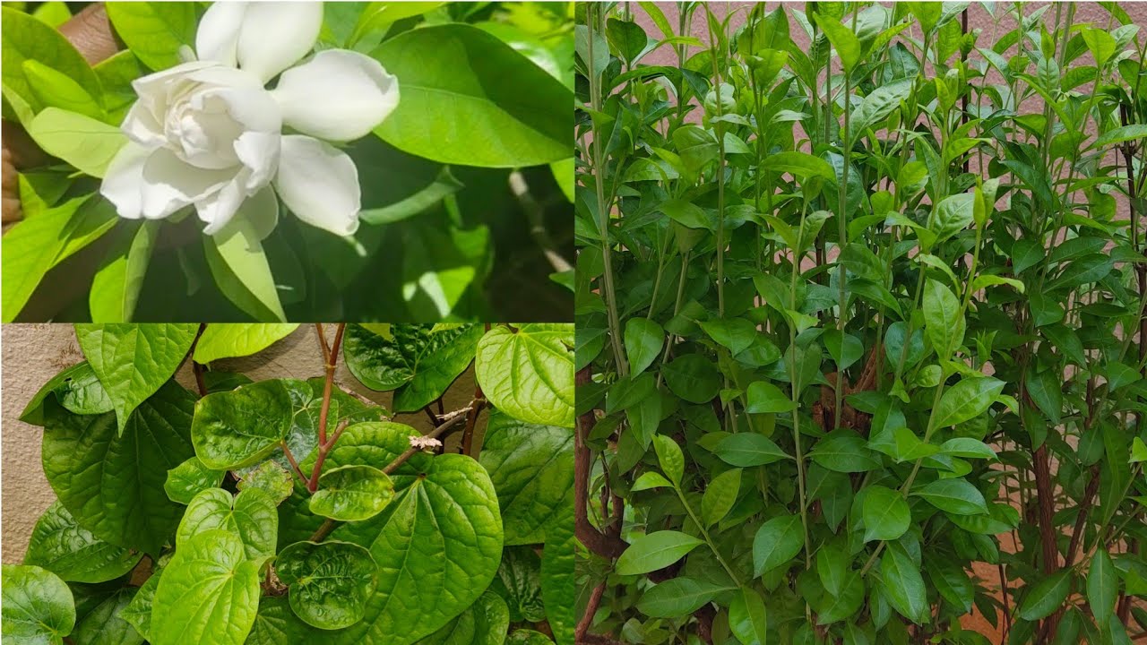 Veetu Thottam/Home Garden - YouTube
