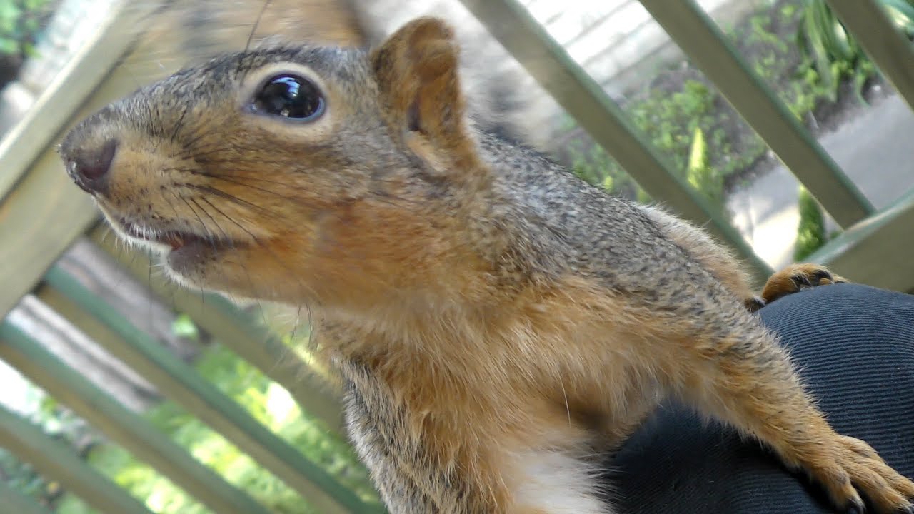 Missing My Squirrel Friend - Spencer Compilation - YouTube