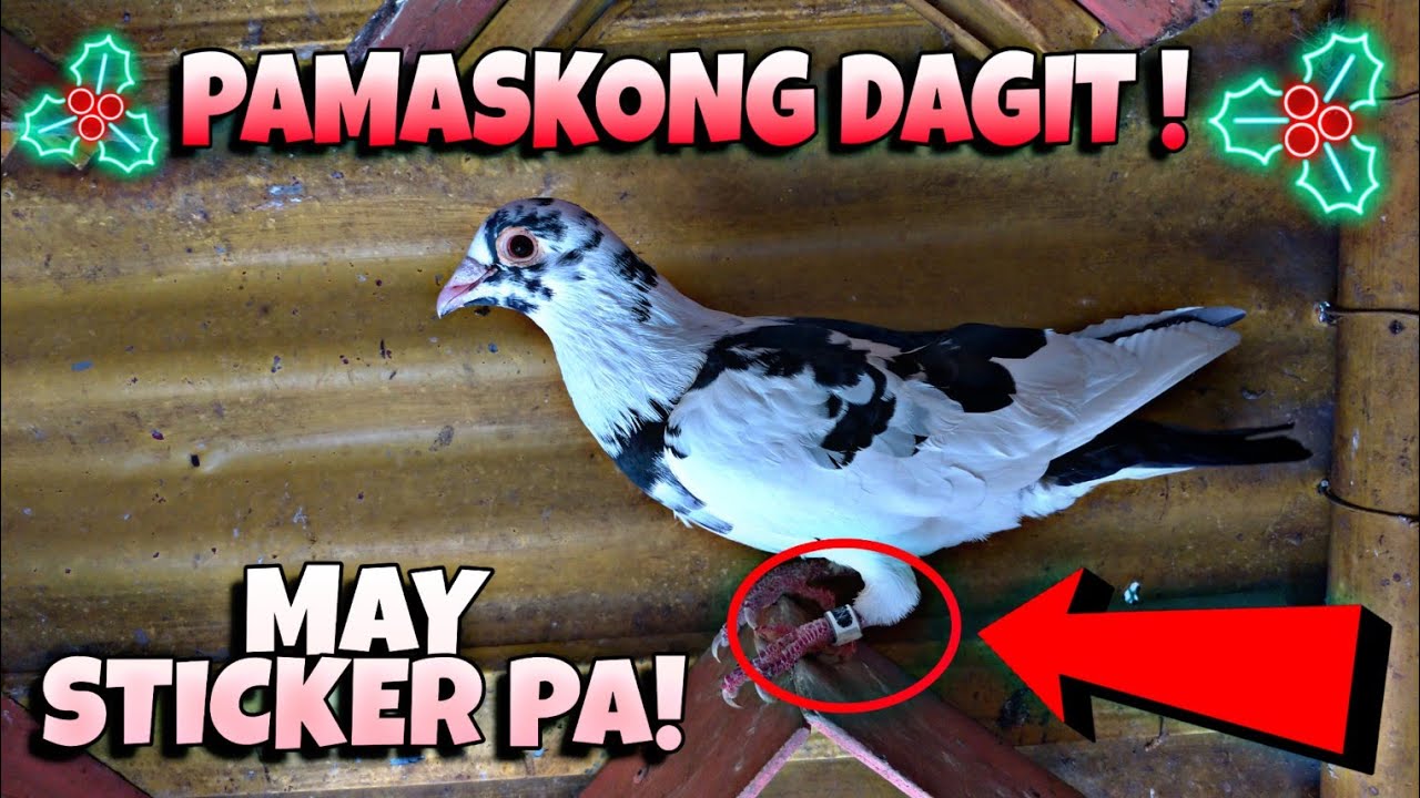 NAKA DAGIT KAMI NG KALAPATI - OFF COLOR MAY STICKER PA!! - YouTube