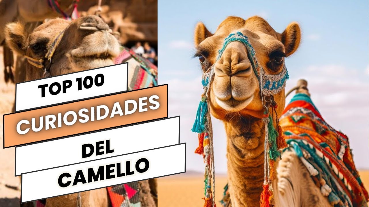 Documental: TOP curiosidades del camello #universo #top #viral #espacio #top #megalodon #camello ...