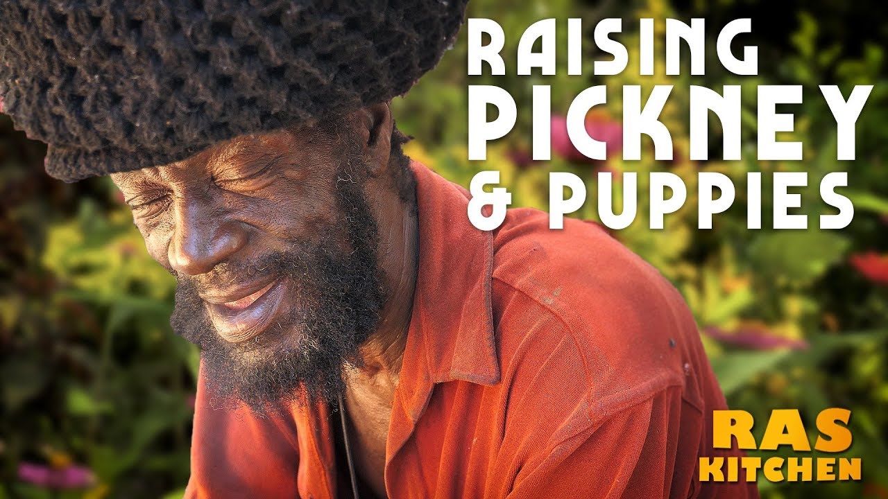 How to Raise Pickney/Puppies & Fertility Health Tips with Rasta Mokko ...
