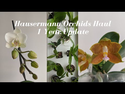 How To Care For Hauserman Orchids
