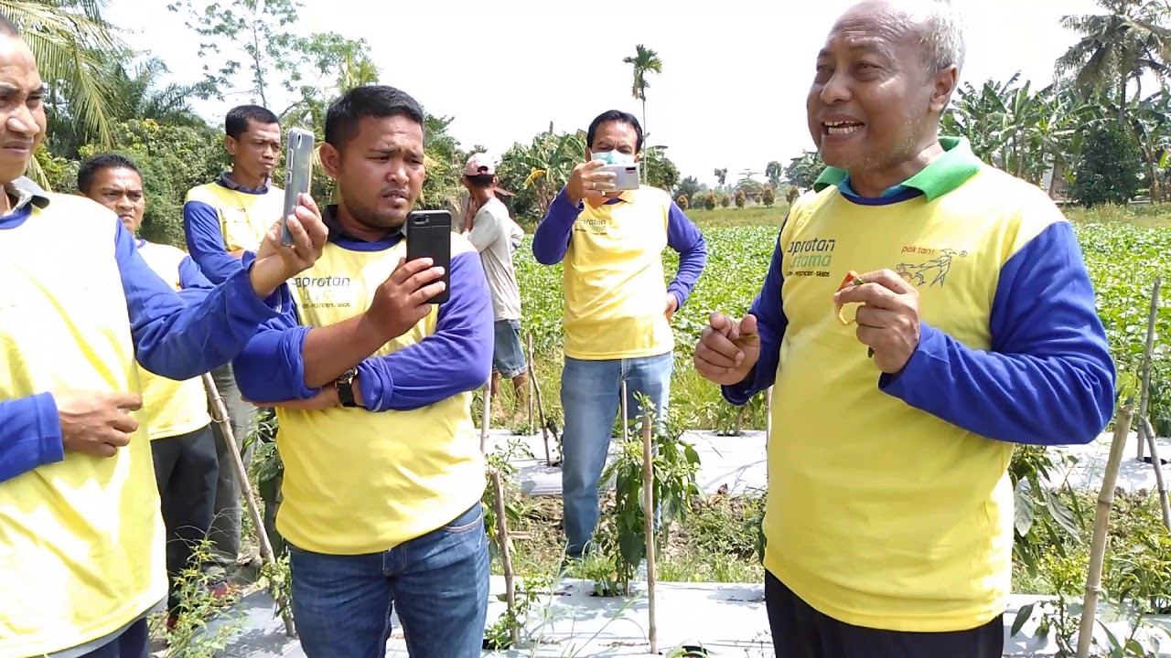 Fungsi akarisida, Pengamatan hama dan penyakit pada tanaman cabe.Di ...