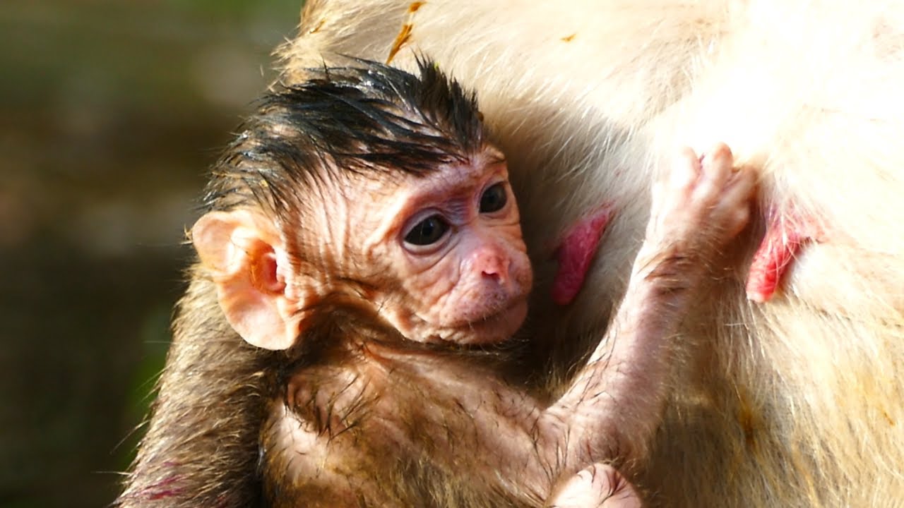 episode 2 congratulations New Born Baby in Team Amari Monkeys #monkey #amari - YouTube