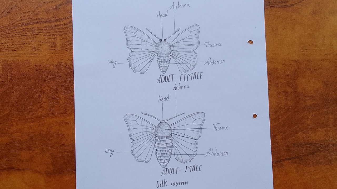 How to draw silk worm | Silk worm diagram drawing tutorial | Science ...