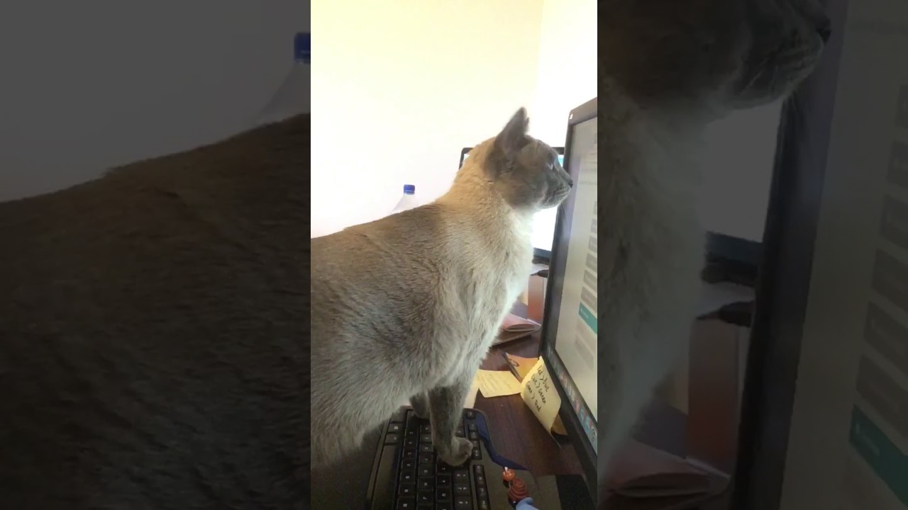 WFH with cat - YouTube