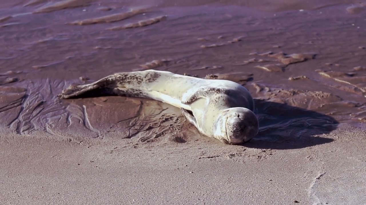 Otter Ud bilav beautiful animals #otter#animals#animalslover - YouTube