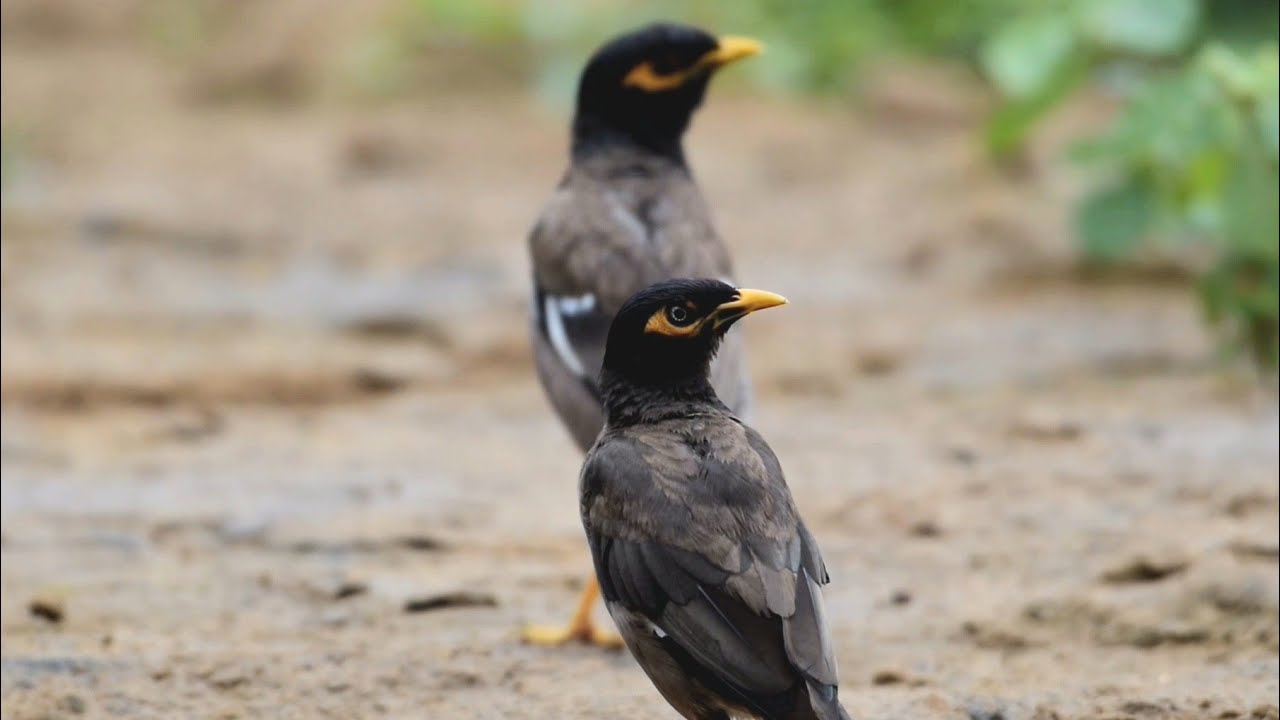 Common Myna 🐦 sounds | Relaxing Bird sounds | Birds in the outskirts ...