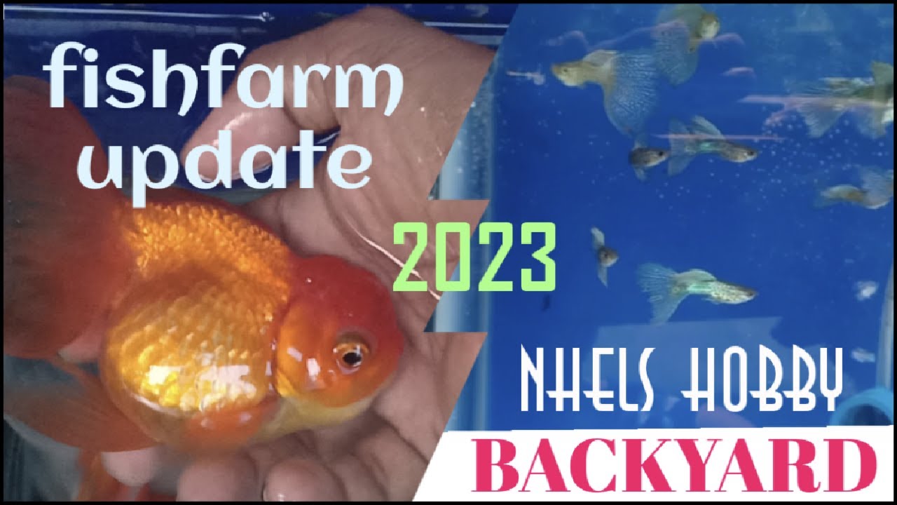 Fish farm update (April 2023) - YouTube