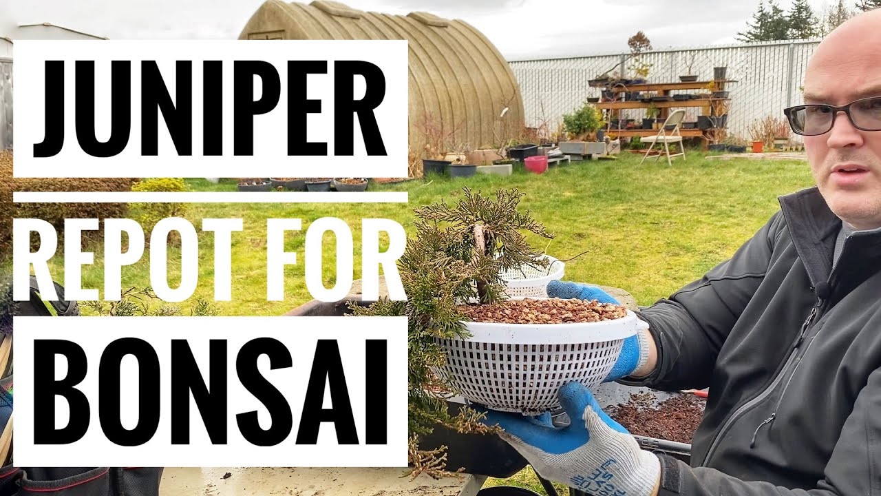 Juniper Re-pot for Bonsai - YouTube