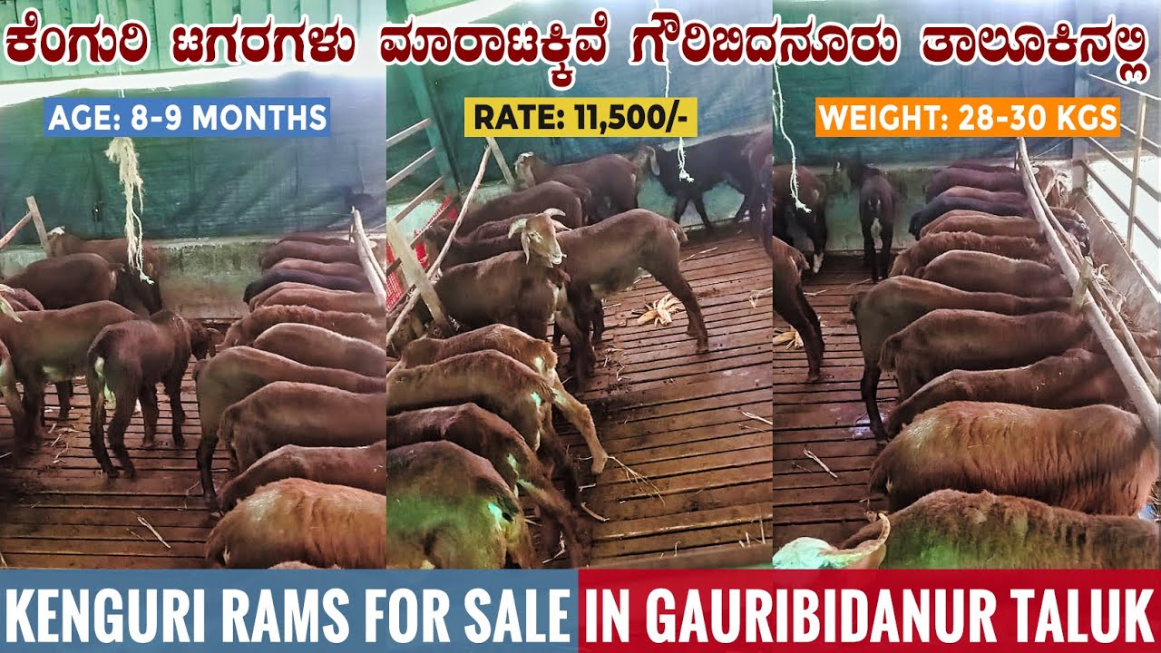 KENGURI SHEEP for Sale at Gauribidanur Taluk in Karnataka | Sheep for ...