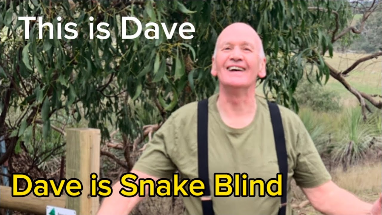 Dave nearly stepped on this snake! No 3 DEADLY Brown Snake 2nd most ...