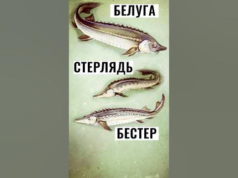 Первый в мире гибрид осетровых - БеСтер. От Белуги и Стерляди. Рыба в ...
