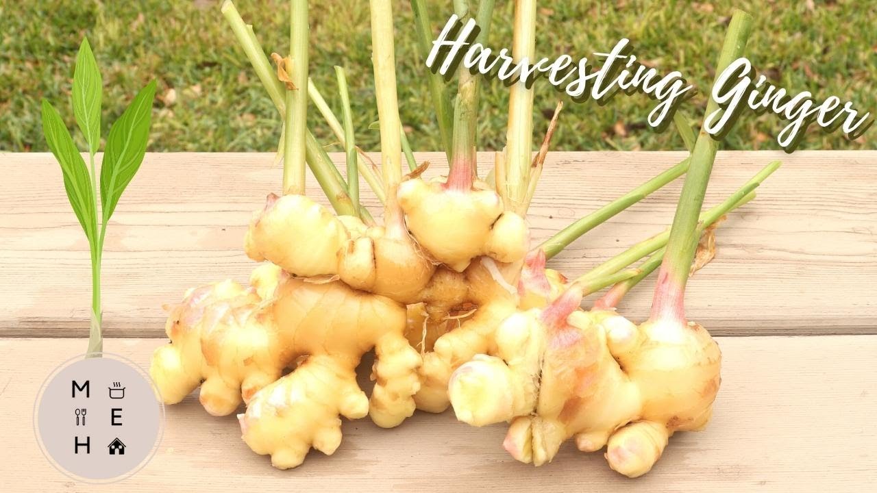 Ginger Vegetable Plant