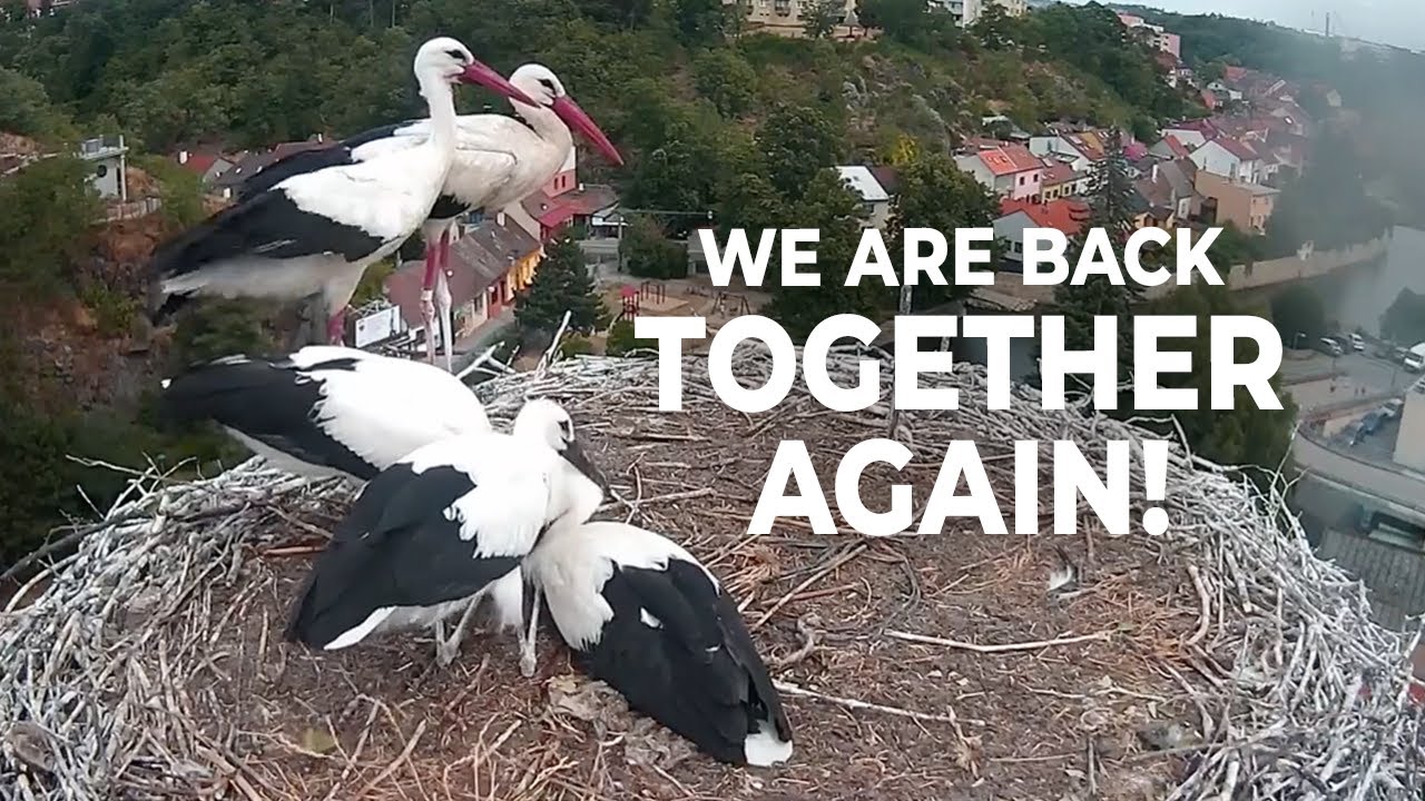 Nesting Together: A Joyful Return of Stork Parents - YouTube