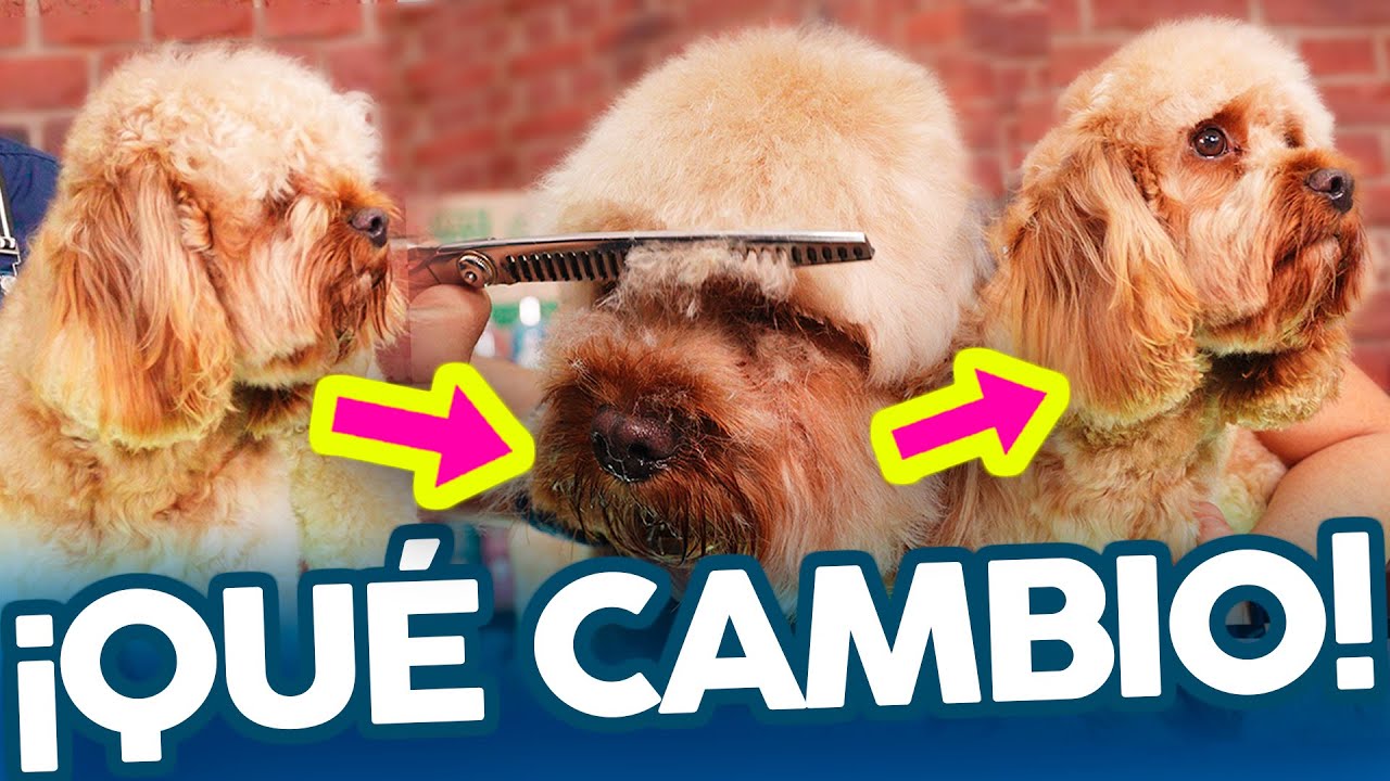 CORTE de POODLE RÁPIDO para un CAVAPOO 🤔 ¿FUNCIONARÁ? - YouTube