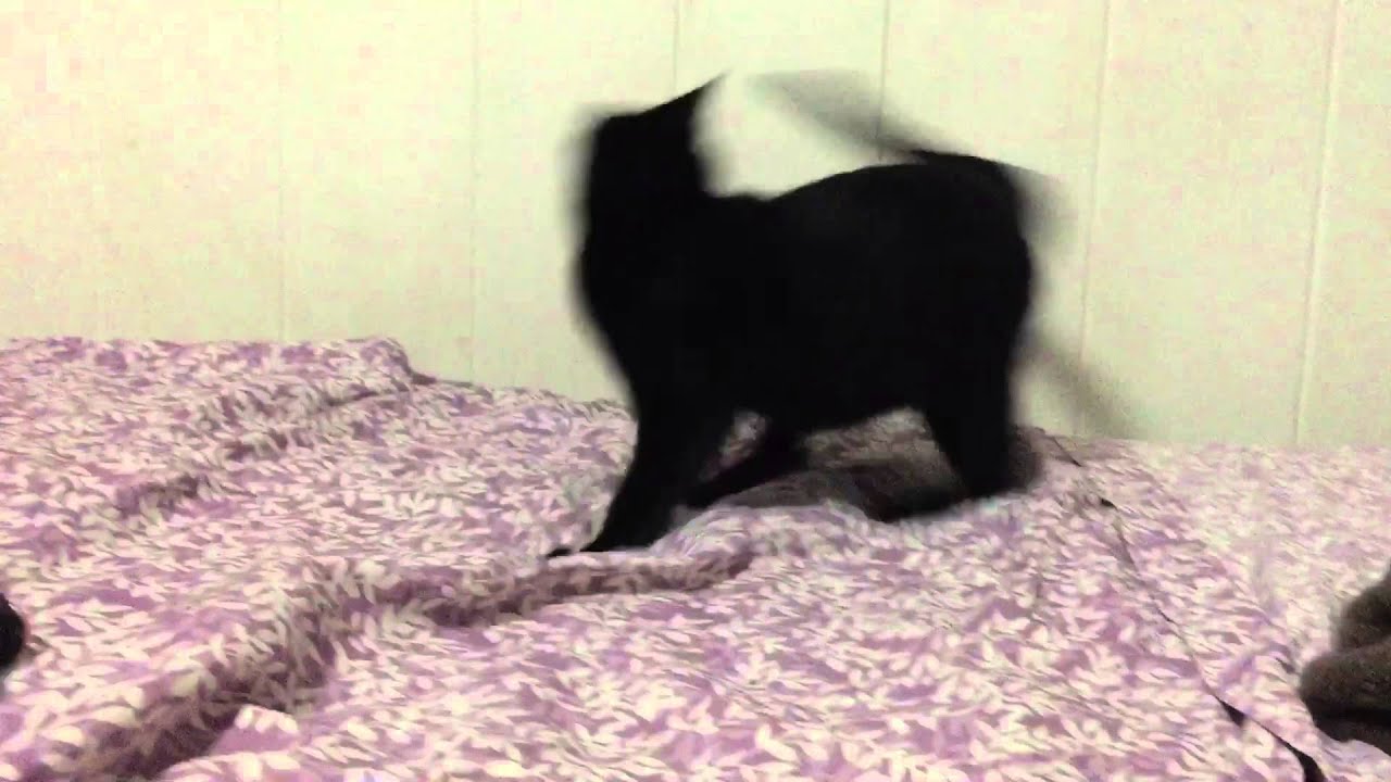 Cat chasing her own tail! - YouTube