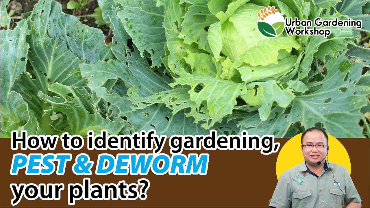 【Pest Control】Learn to Identify Garden Pests and Deworm Your Garden ...