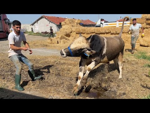 DANA NAKLİYELERİ / 26 ADET DANA
