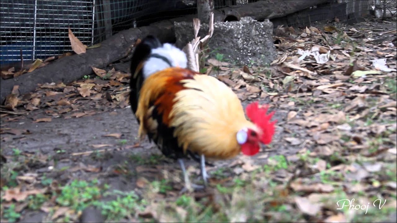 Golden Phoenix Rooster 7 Months 2/24/2013 - YouTube