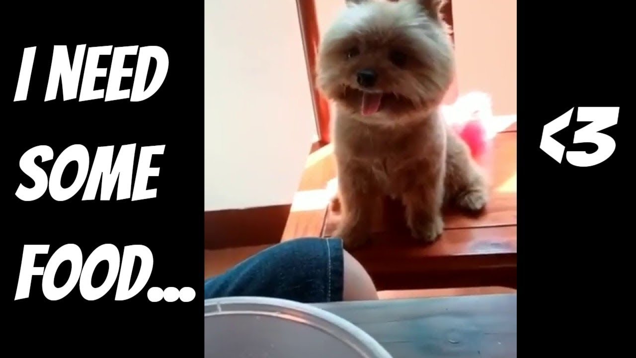 Drooling Dog Over Food Meme 😋😋😂 - YouTube