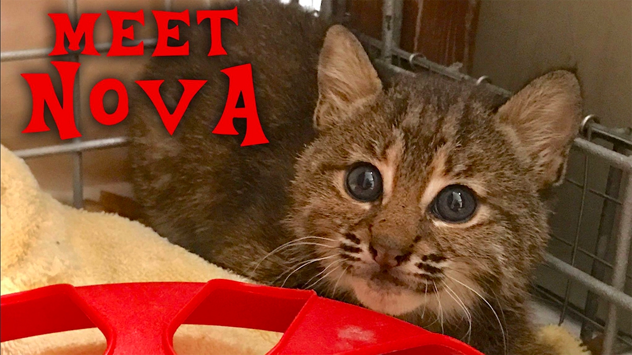 Meet Nova Our New Rehab Bobcat Kitten - YouTube