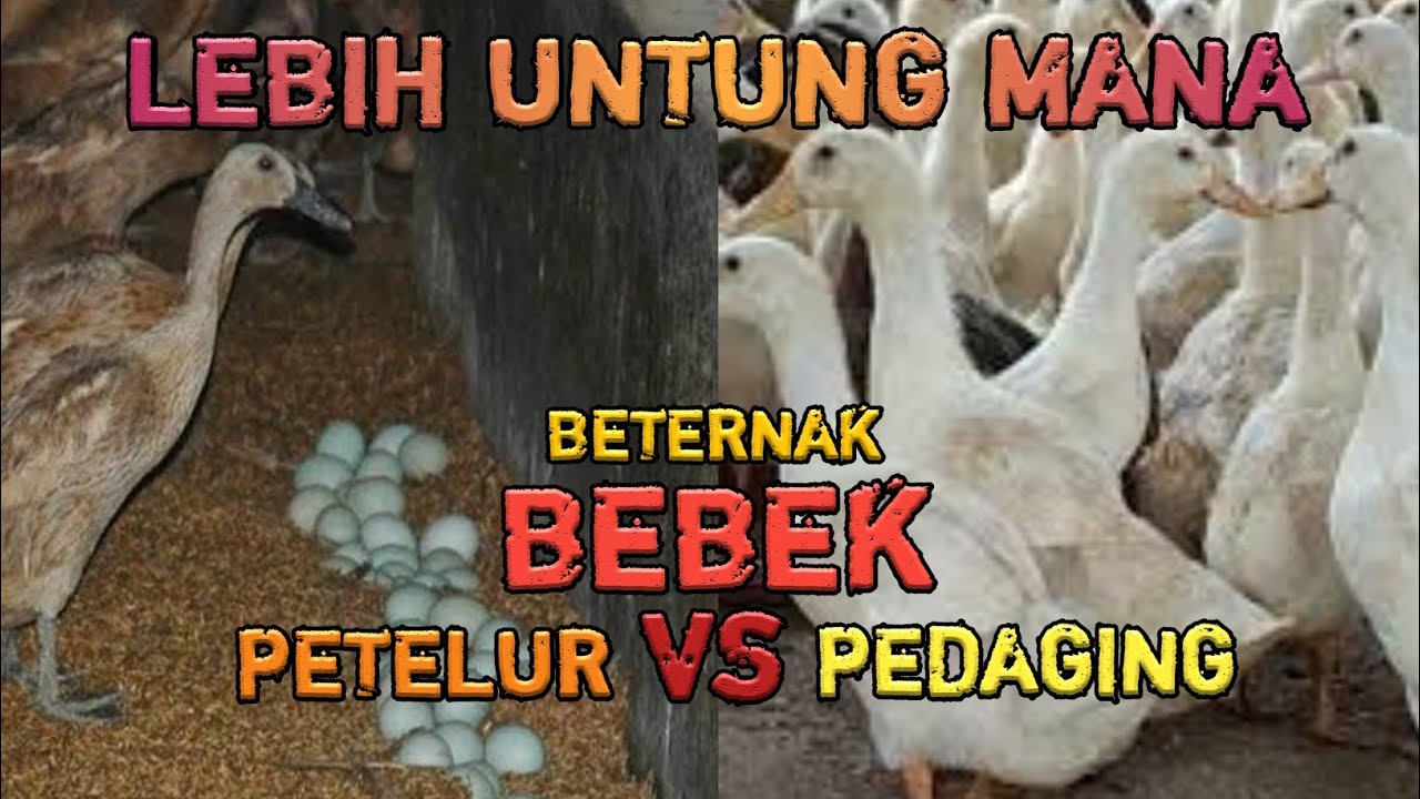 Lebih Untung Mana Ternak Bebek Petelur Atau Bebek Pedaging - YouTube