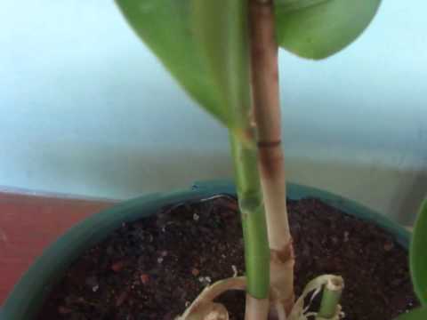 Planta Cana-de-Macaco no Vaso - YouTube