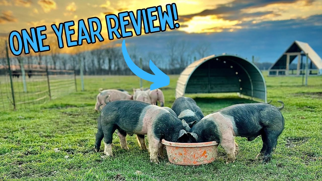 My one year review of the DIY portable pig shelter by Fuller Farms ...
