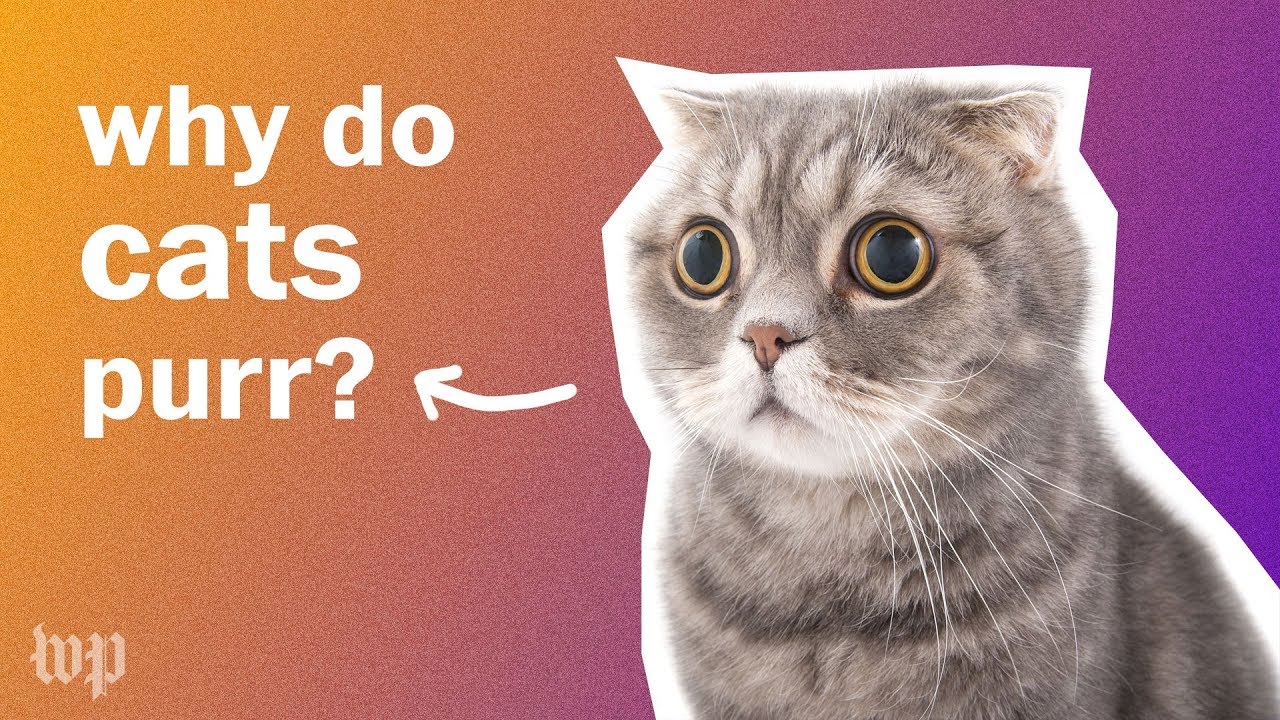 Why do cats purr? | Anna's Science Magic Show Hooray! - YouTube