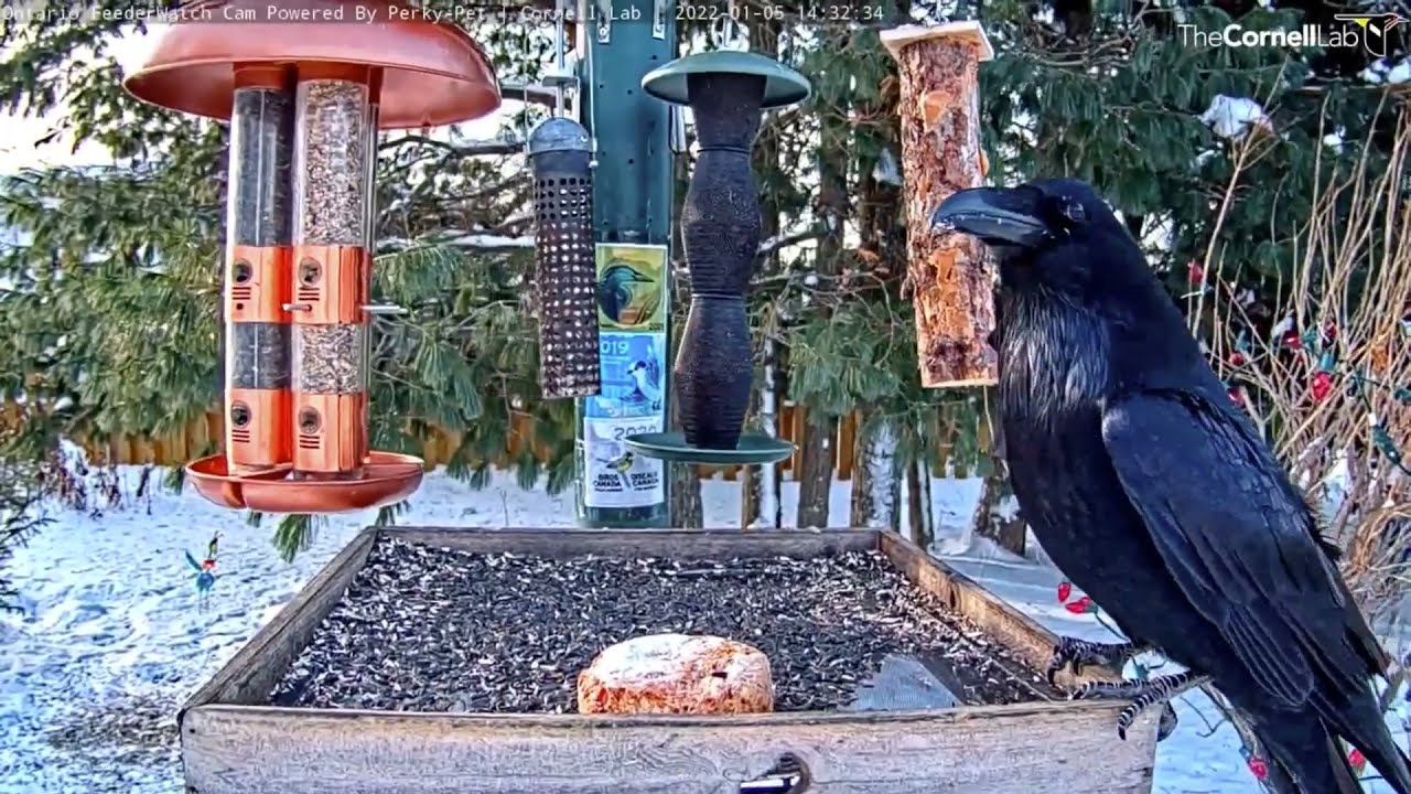 Common Raven Lifts Suet Cake From Feeder Platform In Ontario – Jan. 6 ...