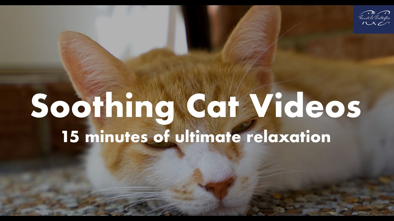 Ultimate Relaxation: 15 minutes of relaxing with Calming Cats, a ...