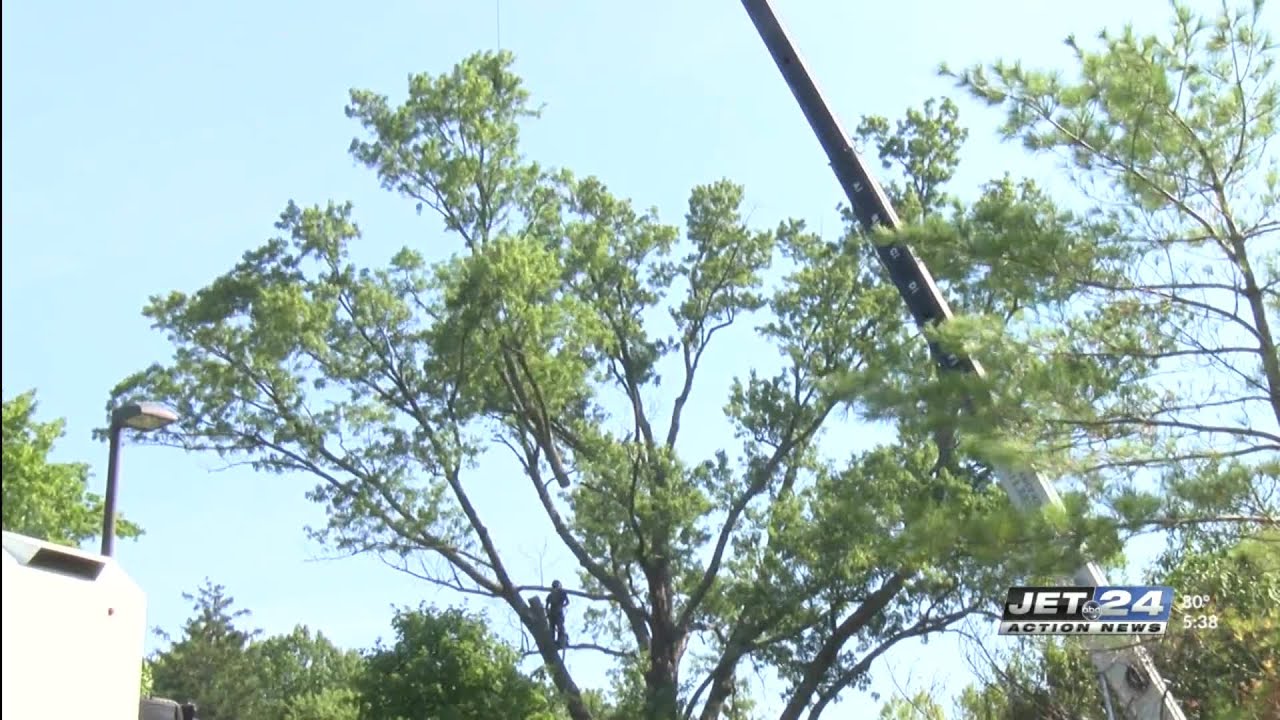 Century-old silver maple tree taken down to prevent damage - YouTube