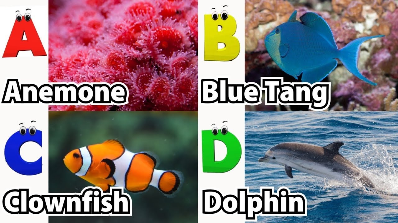 ABC phonics animals | ABC Sea Animals song | English and Animals for ...